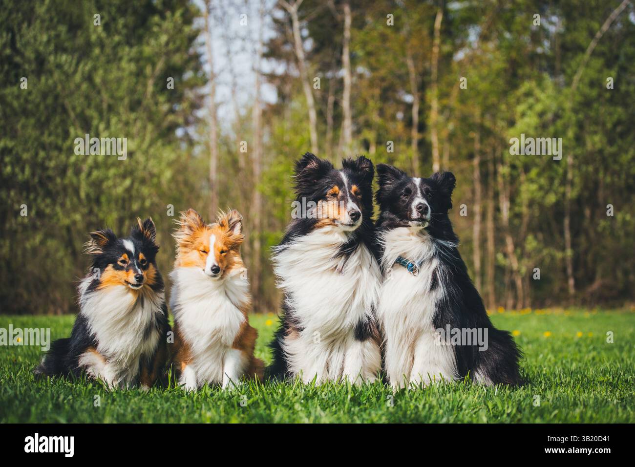 4 Shetland Sheepdogs Stock Photo - Alamy