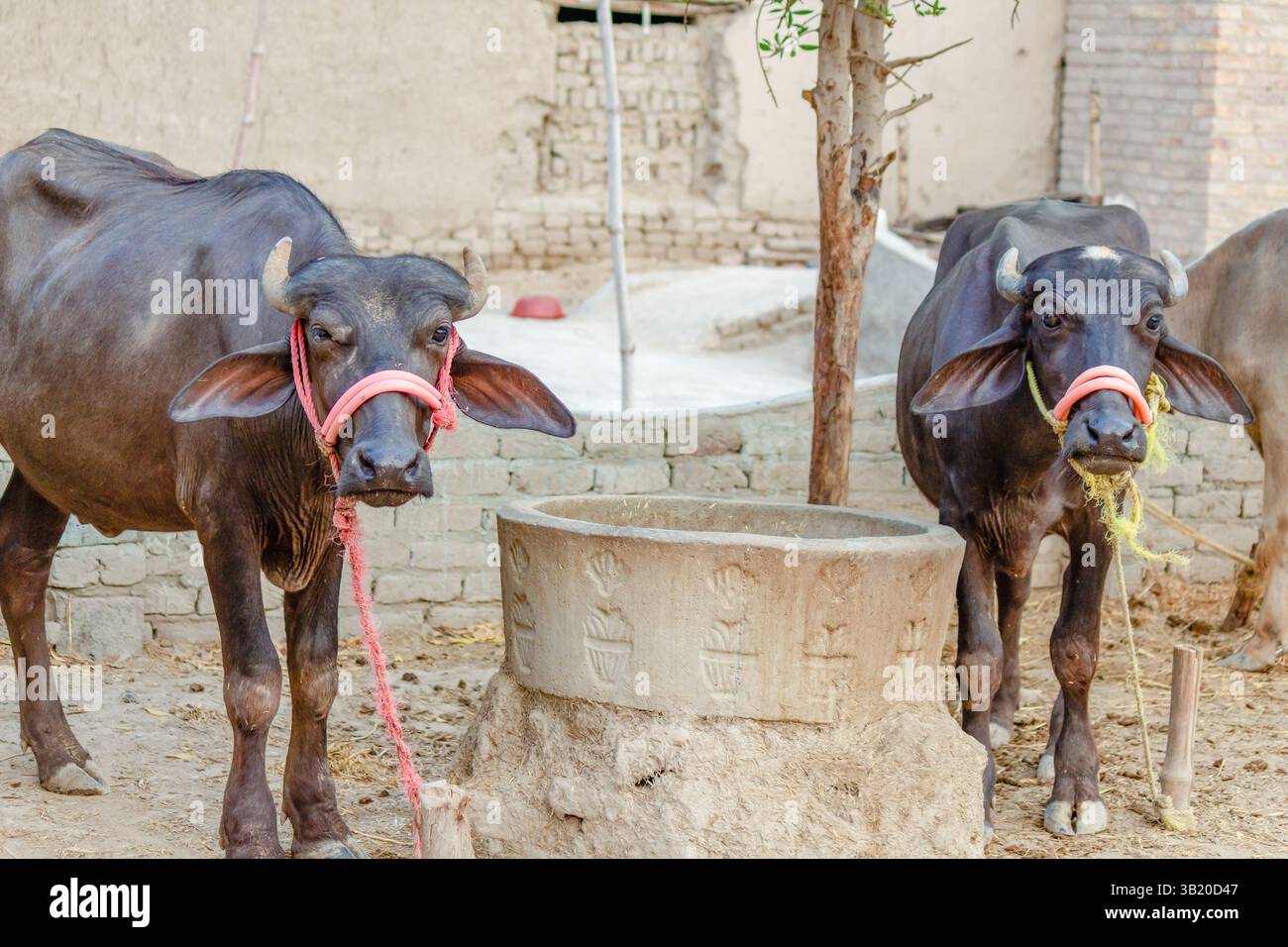 Two black buffaloes tied with rope near a traditional water well in ...