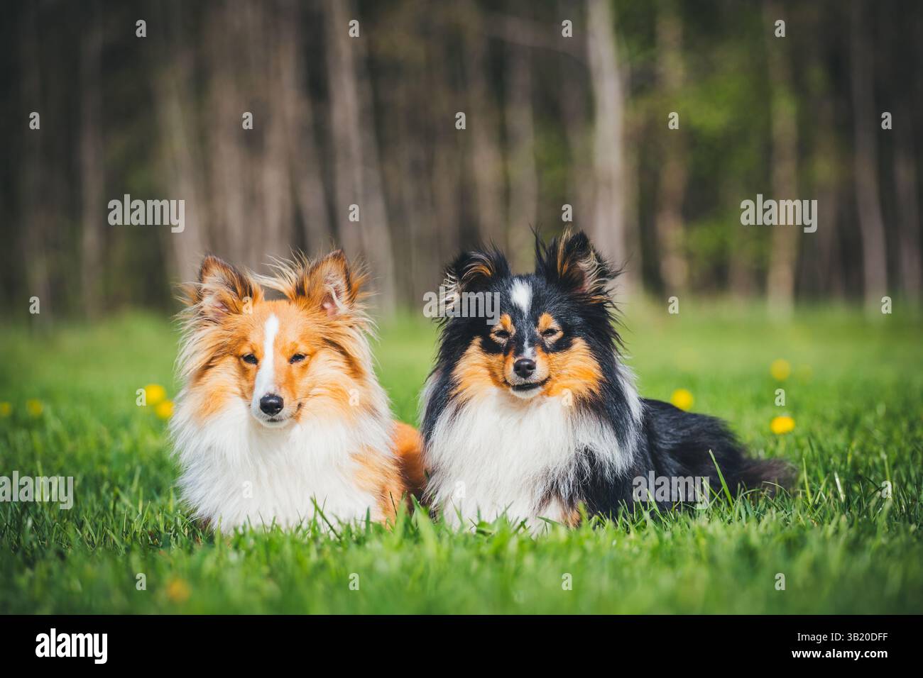 2 Shetland Sheepdogs Stock Photo - Alamy