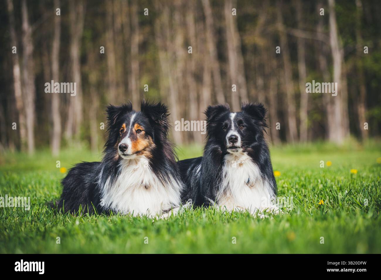 2 Shetland Sheepdogs Stock Photo - Alamy