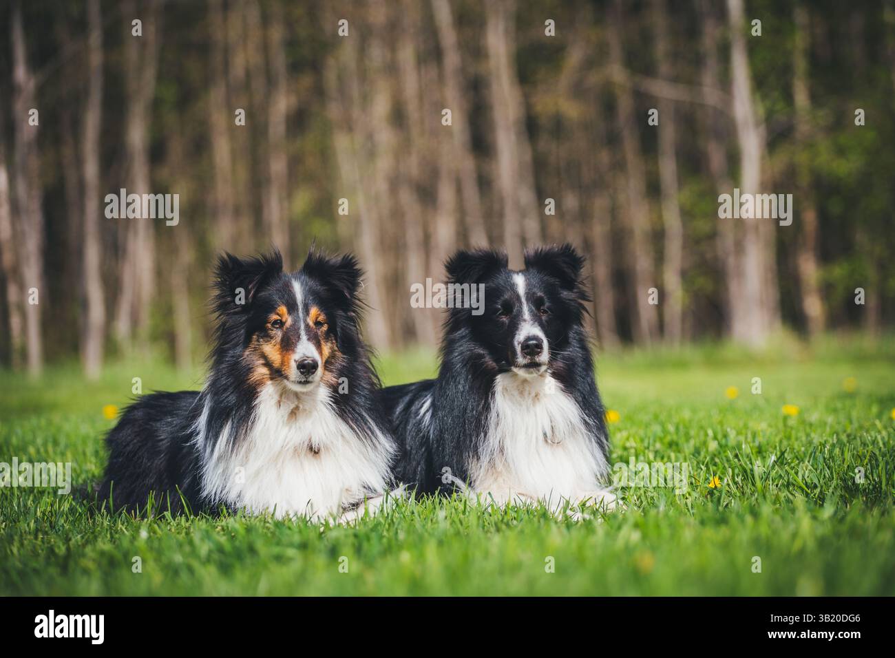 2 Shetland Sheepdogs Stock Photo - Alamy
