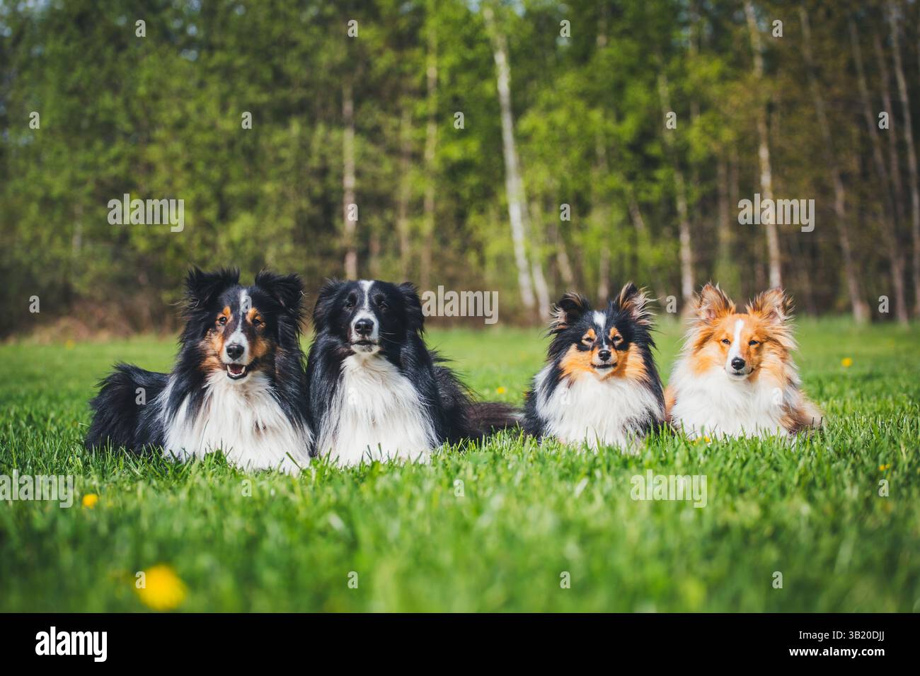 4 Shetland Sheepdogs Stock Photo - Alamy