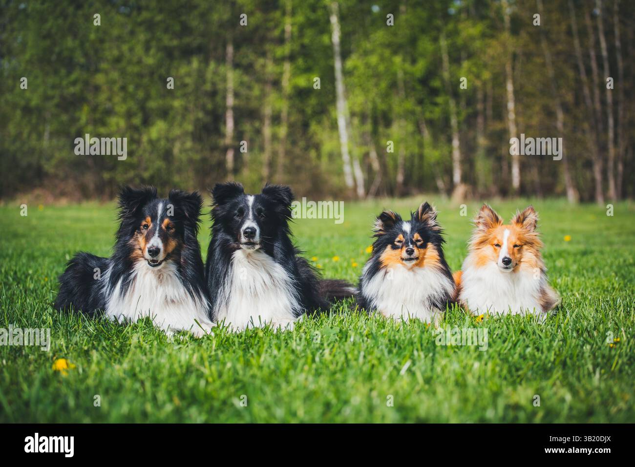 4 sheepdogs hi-res stock photography and images - Alamy