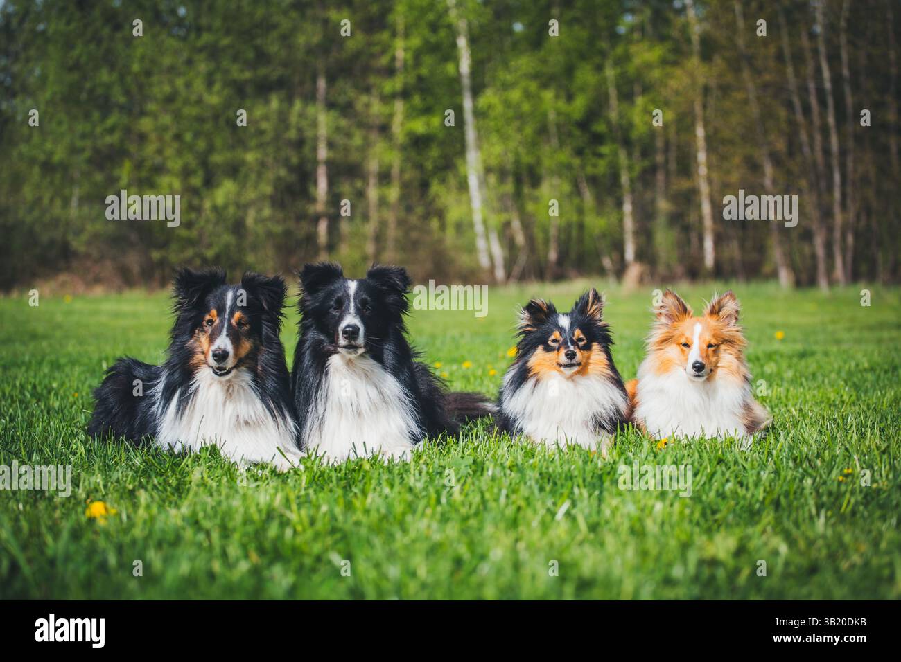 4 Shetland Sheepdogs Stock Photo - Alamy