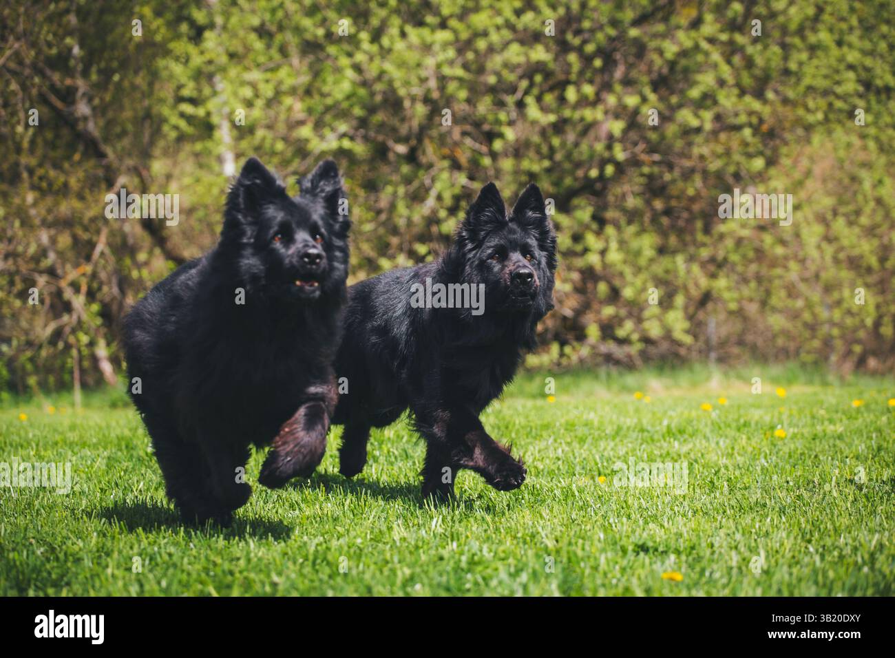 Altdeutsche Schäferhunde (Old German Shepherd Dogs Stock Photo - Alamy