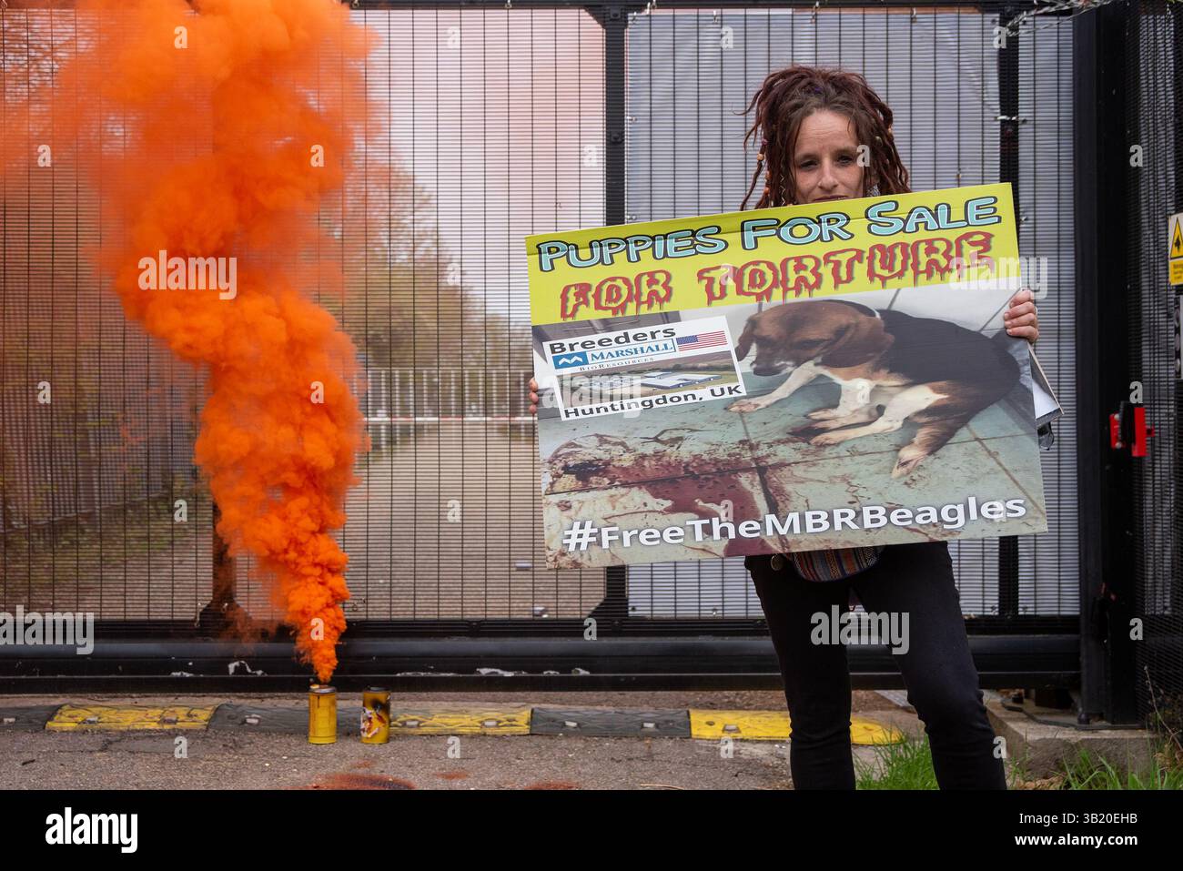 Huntingdon, UK. 26th Apr, 2025. An activist poses with a placard during ...