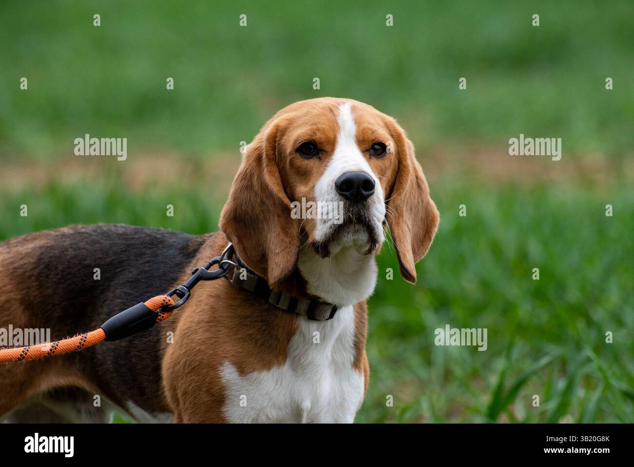 Huntingdon, UK. 26th Apr, 2025. A beagle kept on lead during the ...