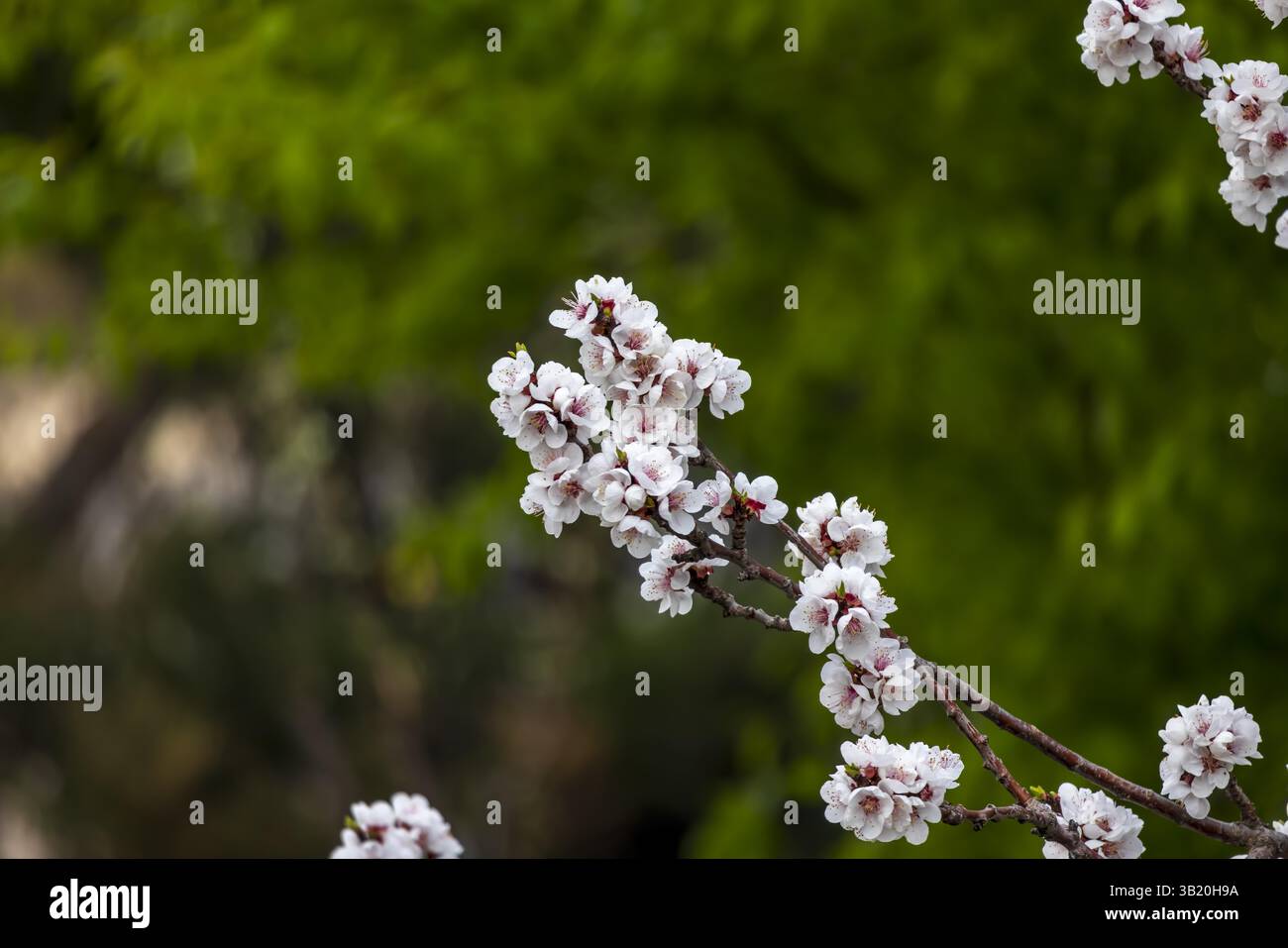 Spring flowers bloom by the Songhua River in Jilin City, northeast ...