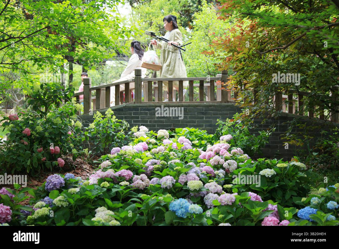 Hydrangea flowers are in full bloom at the Ming Xiaoling scenic area in Nanjing City, east China ...