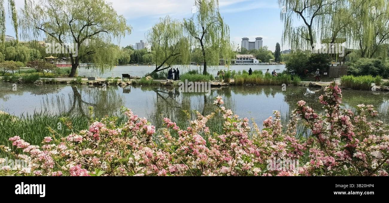 Spring scenery of the Purple Bamboo Park in Beijing, China, 25 April ...