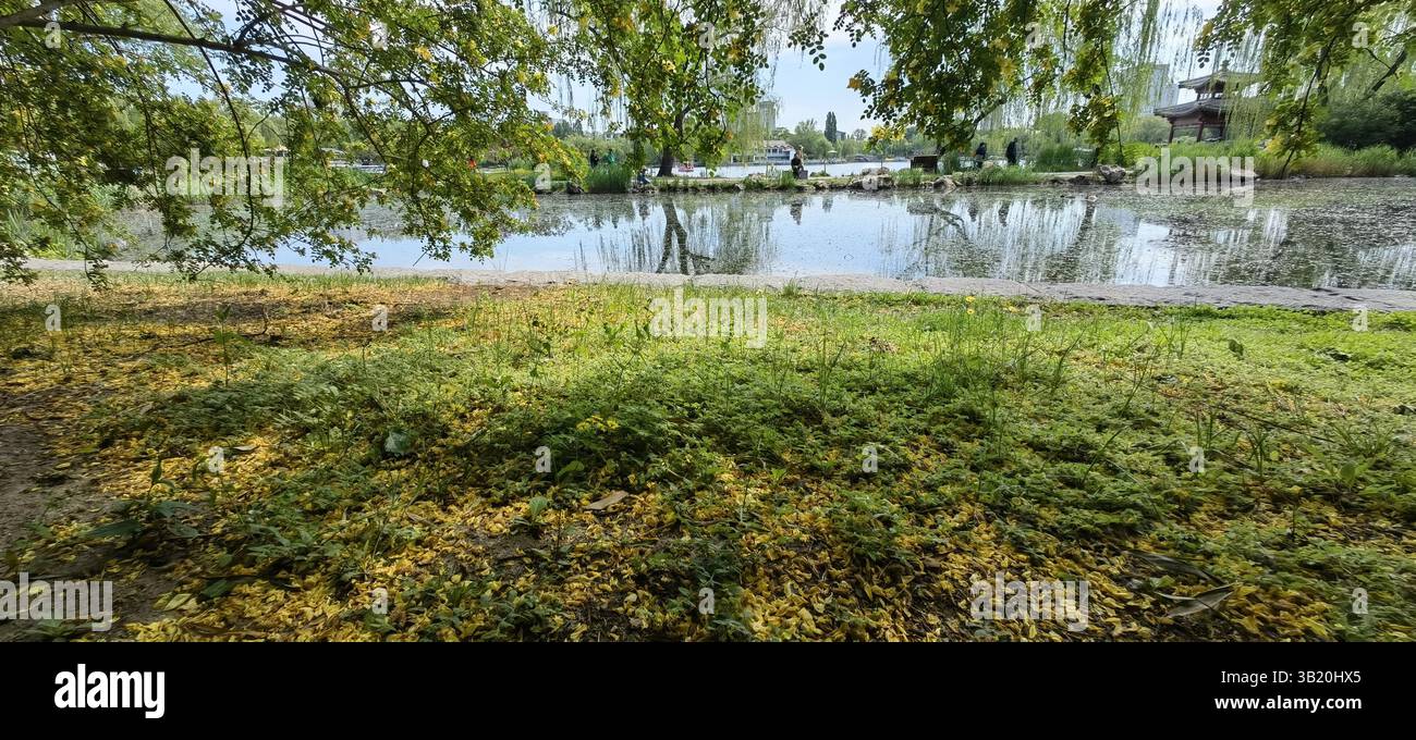 Spring scenery of the Purple Bamboo Park in Beijing, China, 25 April ...