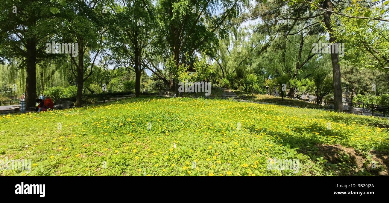 Spring scenery of the Purple Bamboo Park in Beijing, China, 25 April ...