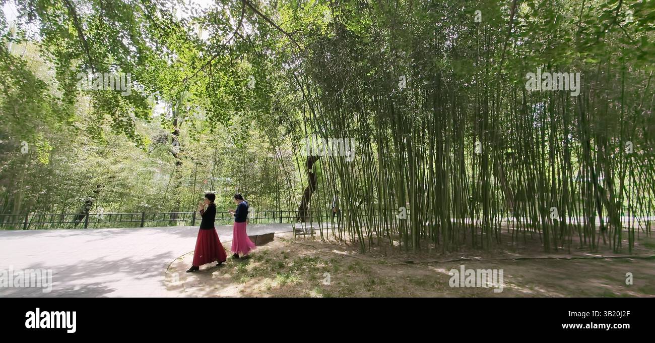 Spring scenery of the Purple Bamboo Park in Beijing, China, 25 April ...