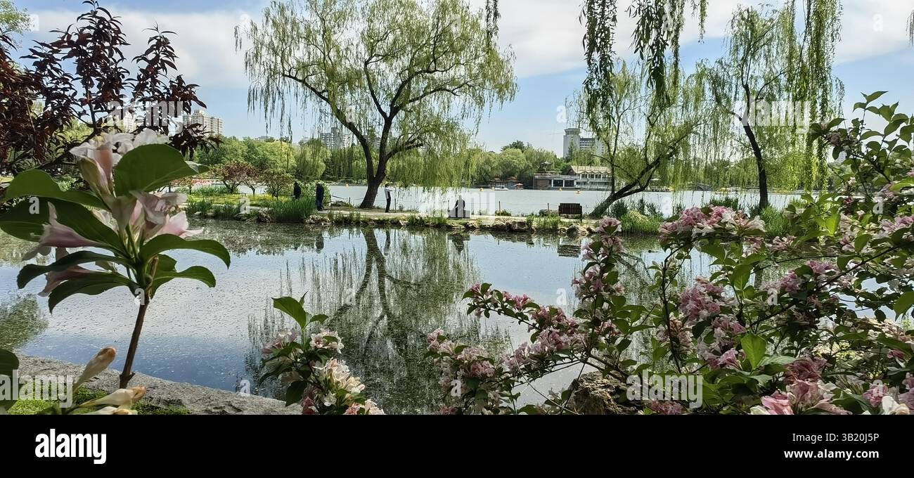 Spring scenery of the Purple Bamboo Park in Beijing, China, 25 April ...