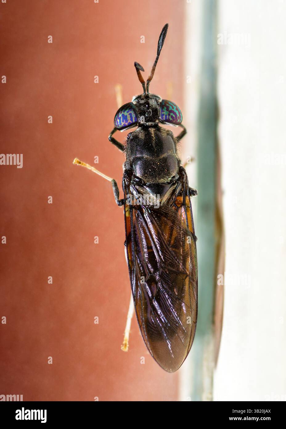 Top view of Black Soldier Fly, Hermetia illucens Stock Photo - Alamy