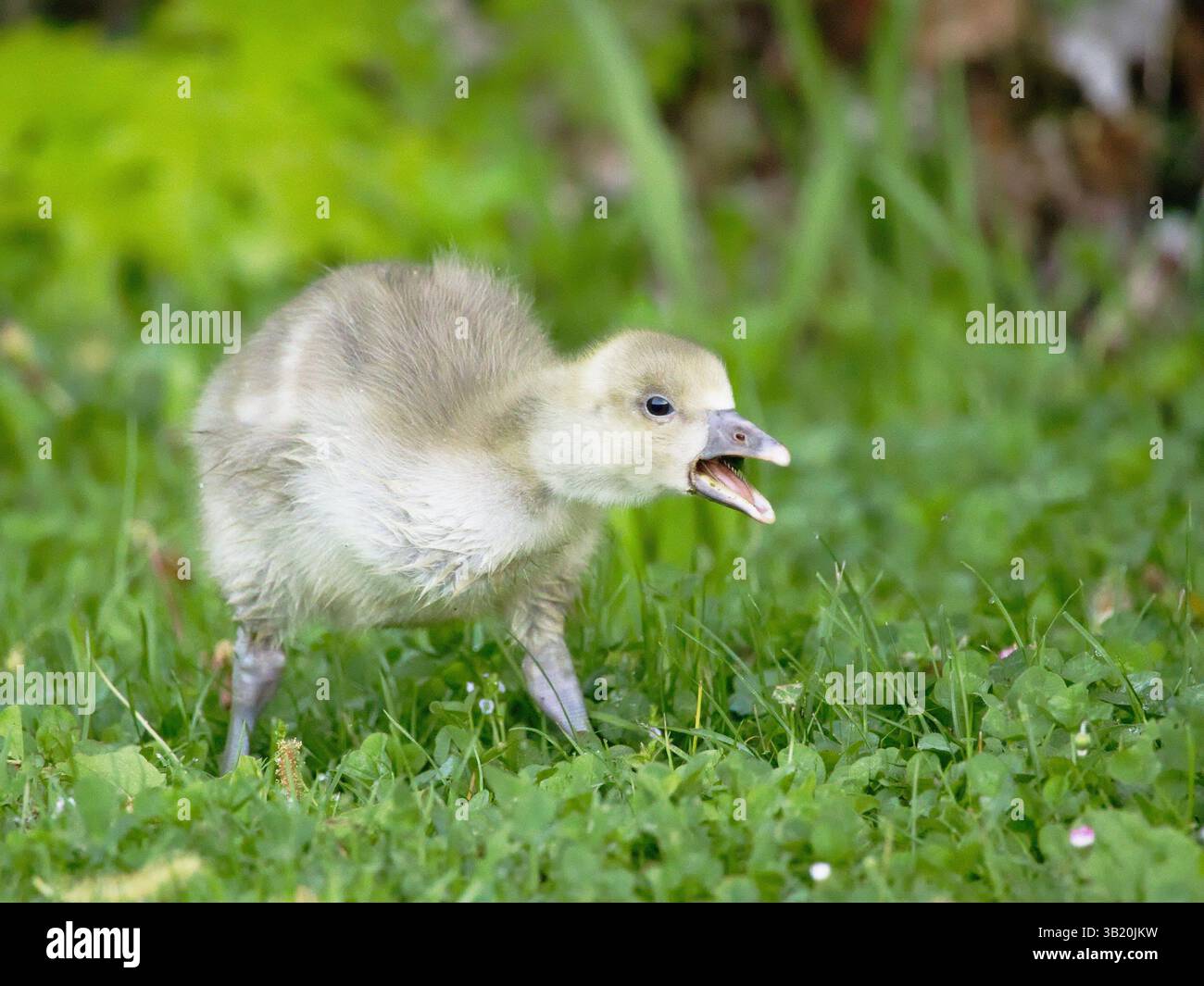 Waterfowl chick hi-res stock photography and images - Alamy
