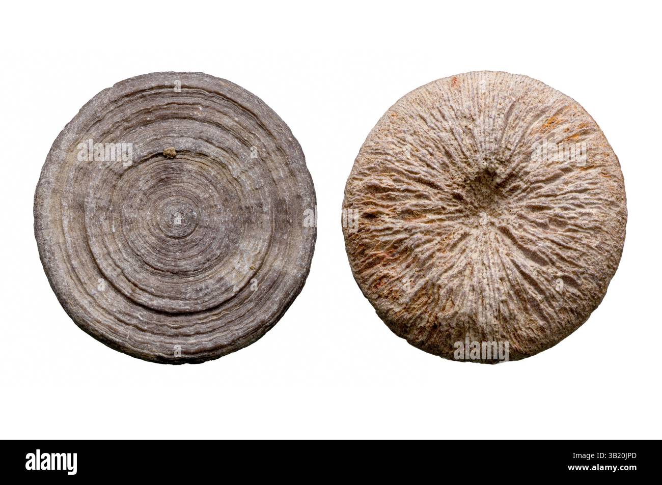 Disc coral Cut Out Stock Images & Pictures - Alamy