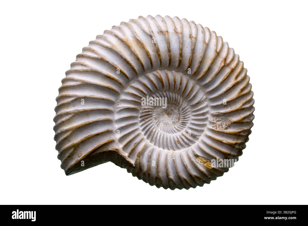 Fossil prehistoric creature Cut Out Stock Images & Pictures - Alamy