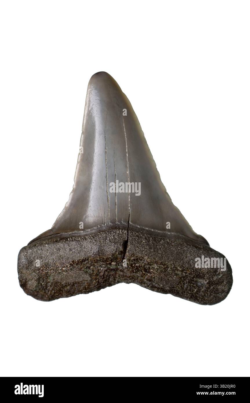 Fossil Cosmopolitodus hastalis Shark Tooth Stock Photo - Alamy