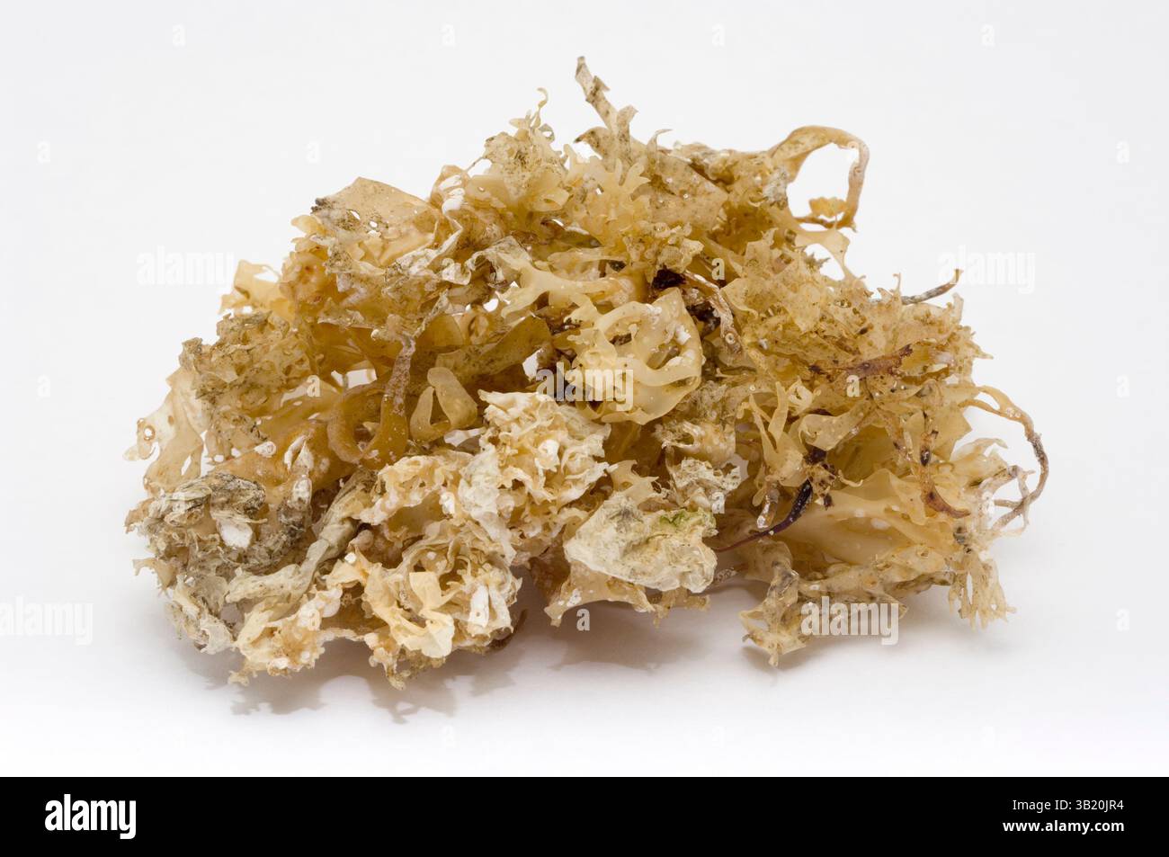 Irish moss industry in hi-res stock photography and images - Alamy