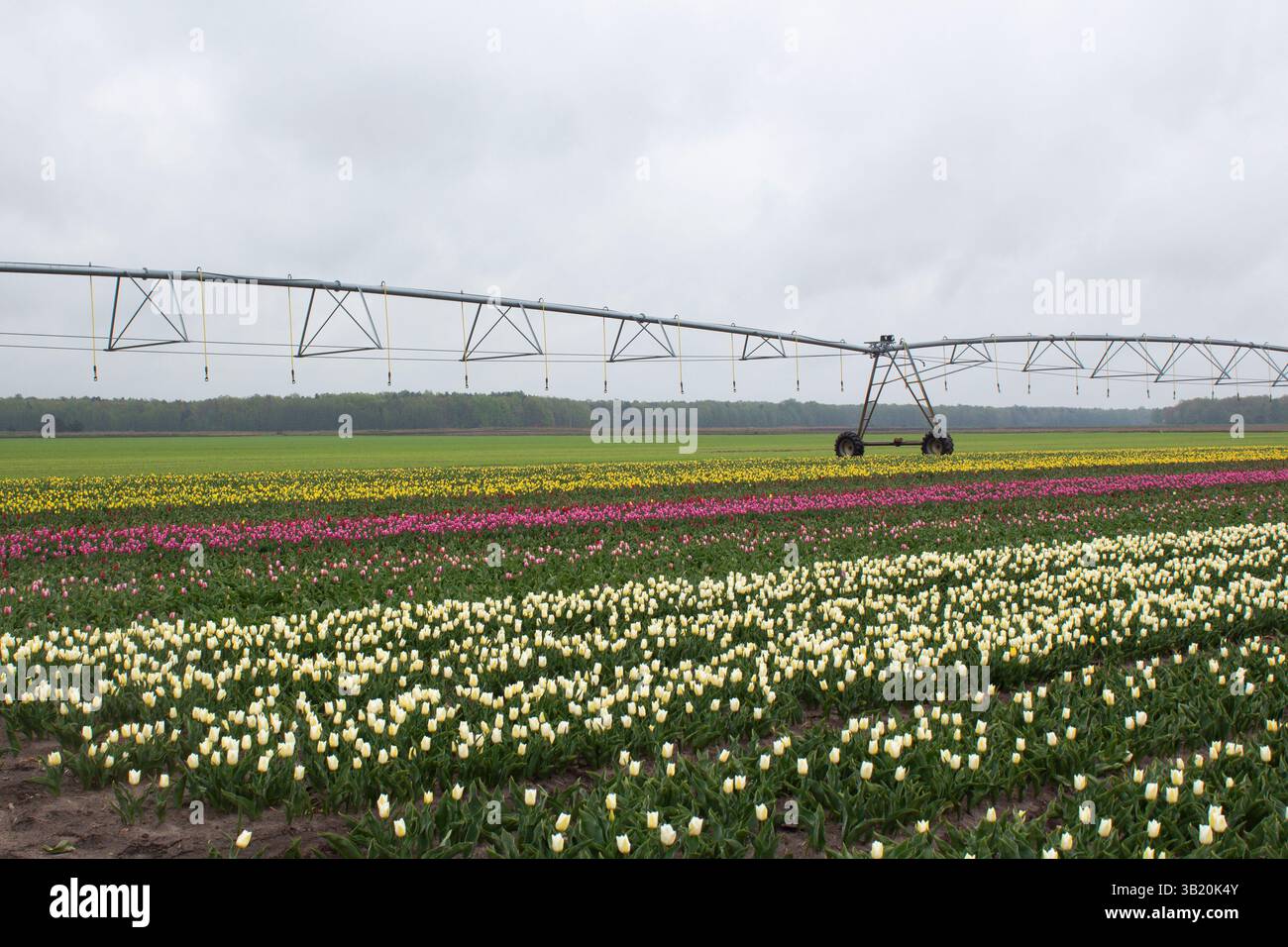 Tulip field with rows. Modern irrigation system for land and flowers ...