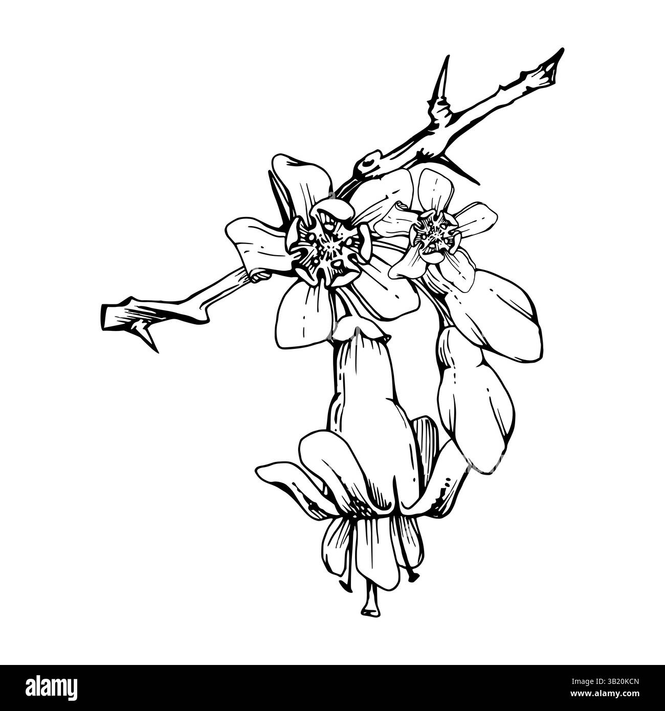 Gooseberry bell flower buds on thorny spiked branch, juneberry ...