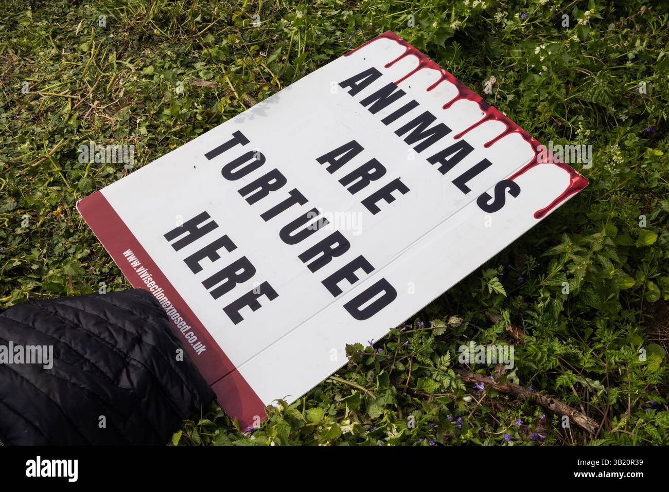 Huntingdon, UK. 26 APR, 2025. "Animals are tortured here" sign at a ...