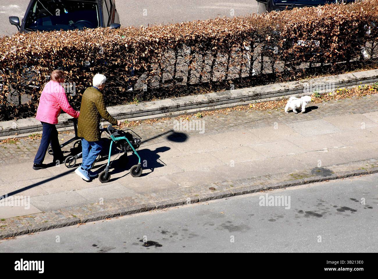 Copenhagen/ Denmark/27 APRIL 2025 Senior citizen walking pets in ...