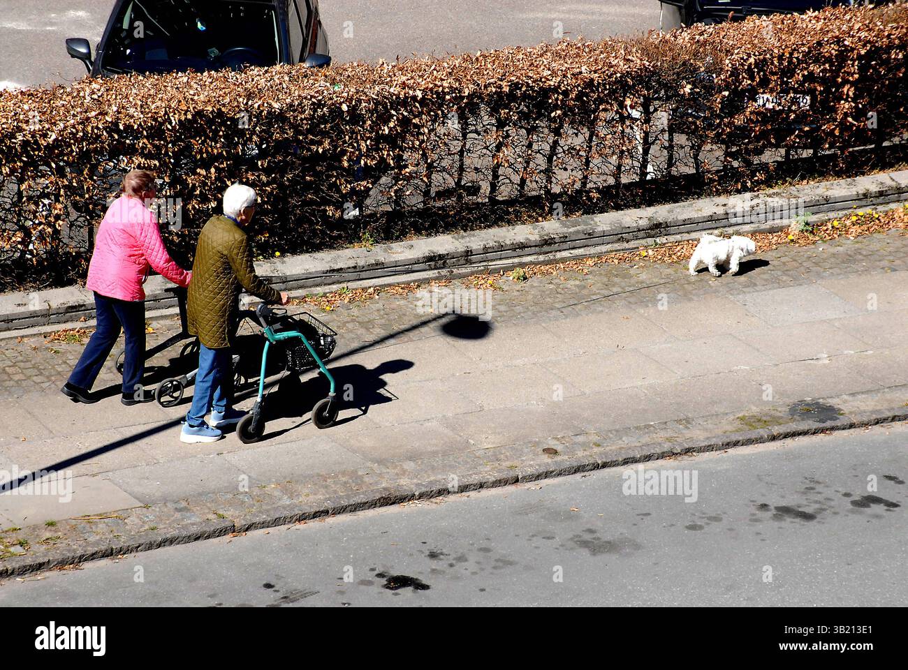 Copenhagen/ Denmark/27 APRIL 2025 Senior citizen walking pets in ...