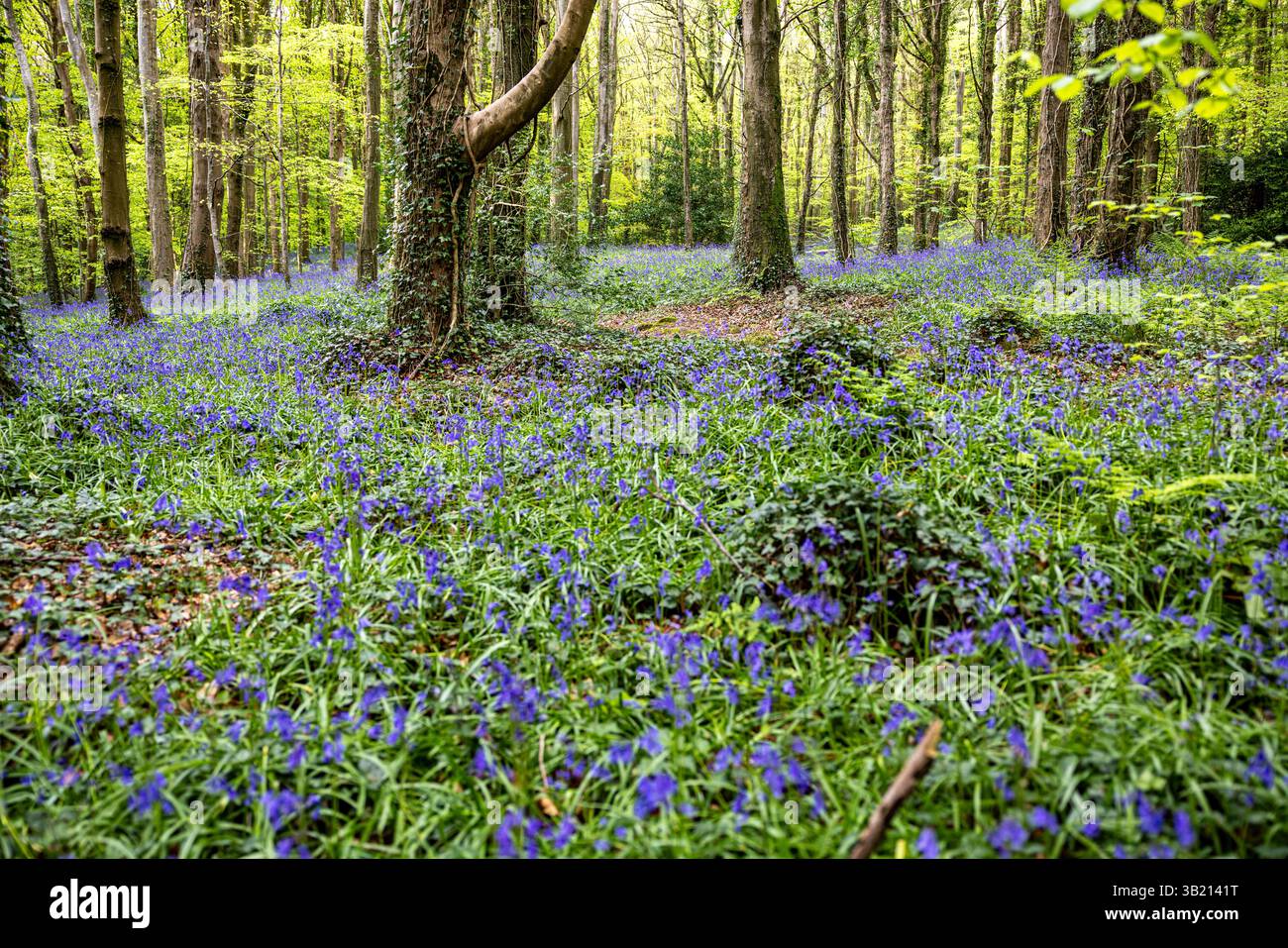 Newry, Northern Ireland. 26th Apr, 2025. Bluebells in bloom in the Big ...