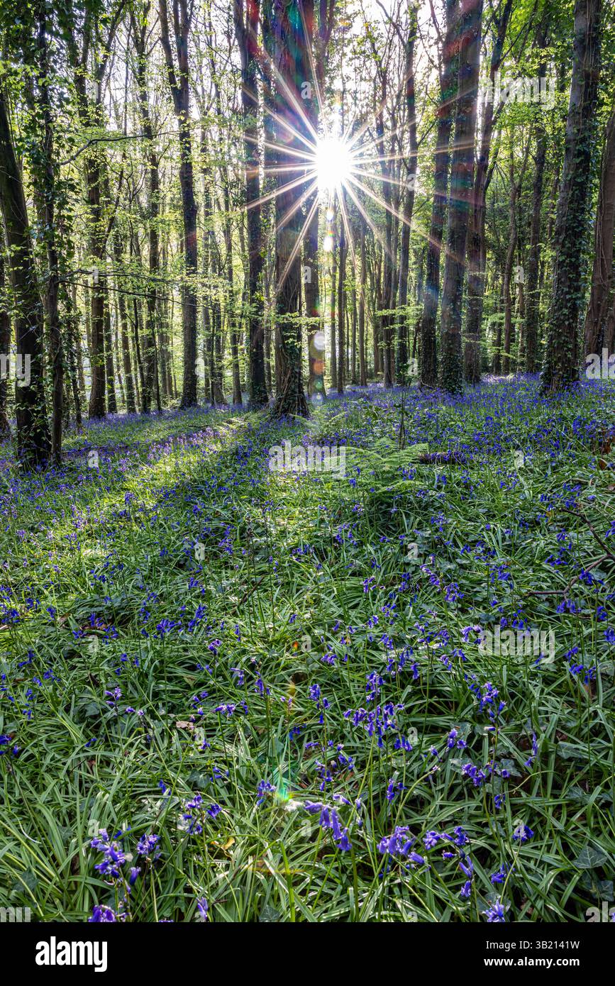 Newry, Northern Ireland. 26th Apr, 2025. Bluebells in bloom in the Big ...