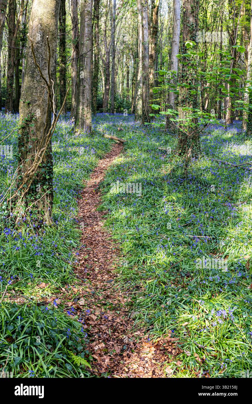Newry, Northern Ireland. 26th Apr, 2025. Bluebells in bloom in the Big ...