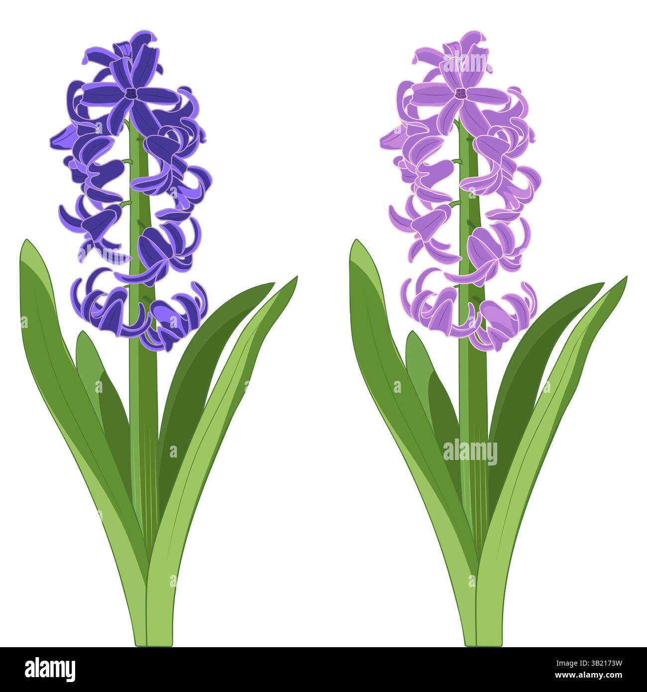 Spring colorful hyacinth flowers Stock Vector Images - Alamy