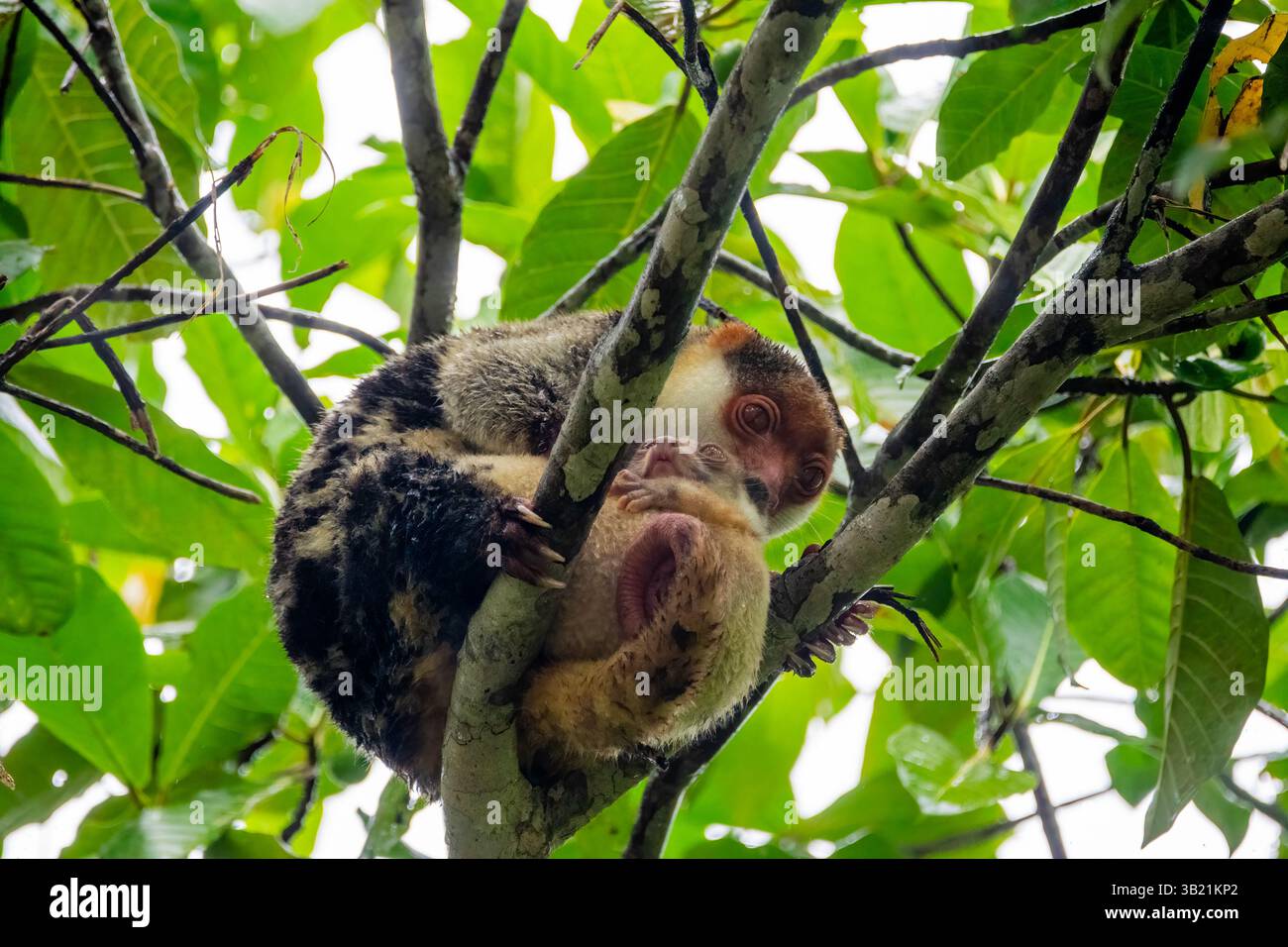 Waigeou spotted cuscus, Spilocuscus papuensis, with baby on top of a ...