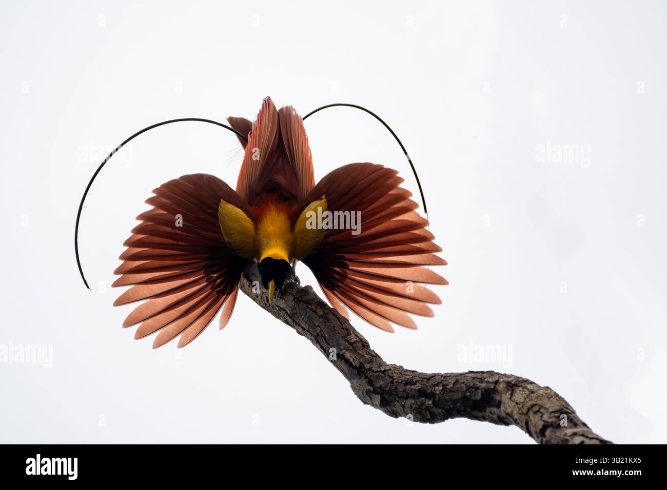 red bird-of-paradise, Paradisaea rubra, on a tree, outstretched wings ...