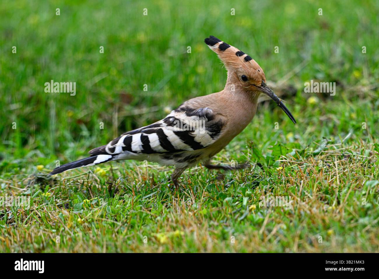 Hoopoe (Upupa epops) is a diurnal bird belonging to the Upupidae family ...