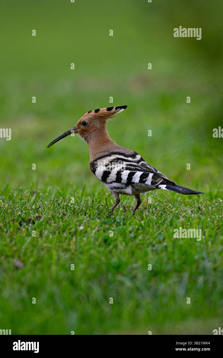 Hoopoe (Upupa epops) is a diurnal bird belonging to the Upupidae family ...