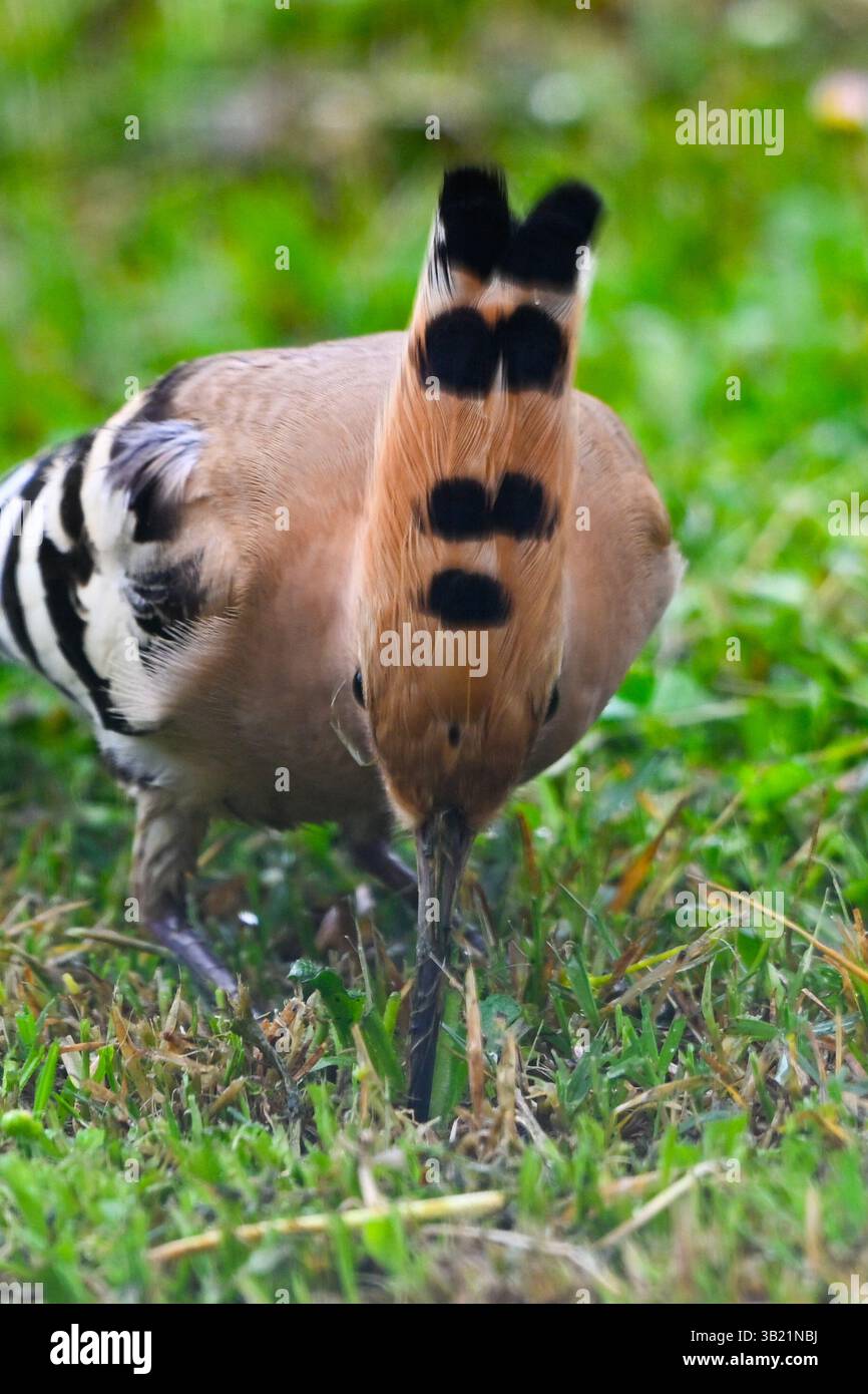 Hoopoe (Upupa epops) is a diurnal bird belonging to the Upupidae family ...