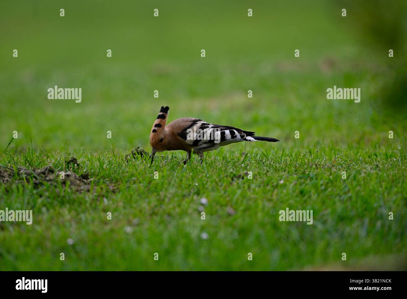 Hoopoe (Upupa epops) is a diurnal bird belonging to the Upupidae family ...