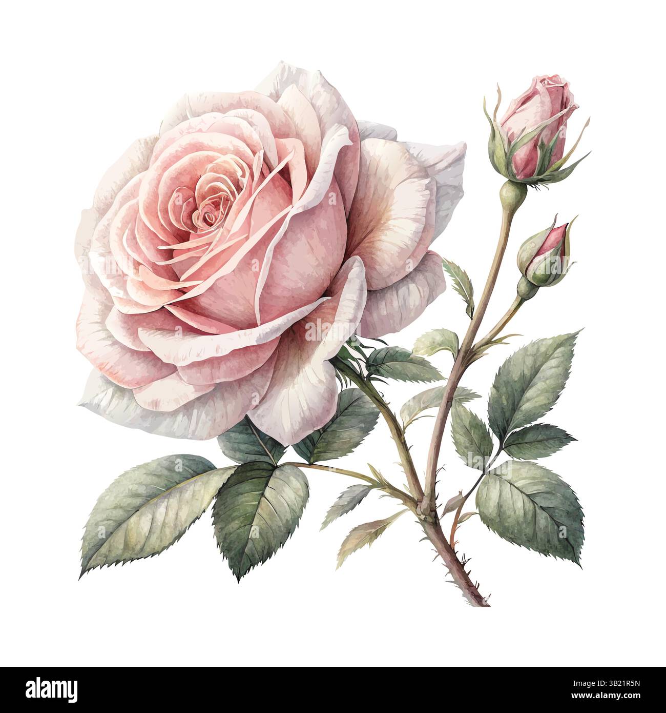 Pink rose flower vector illustration Stock Vector Image & Art - Alamy