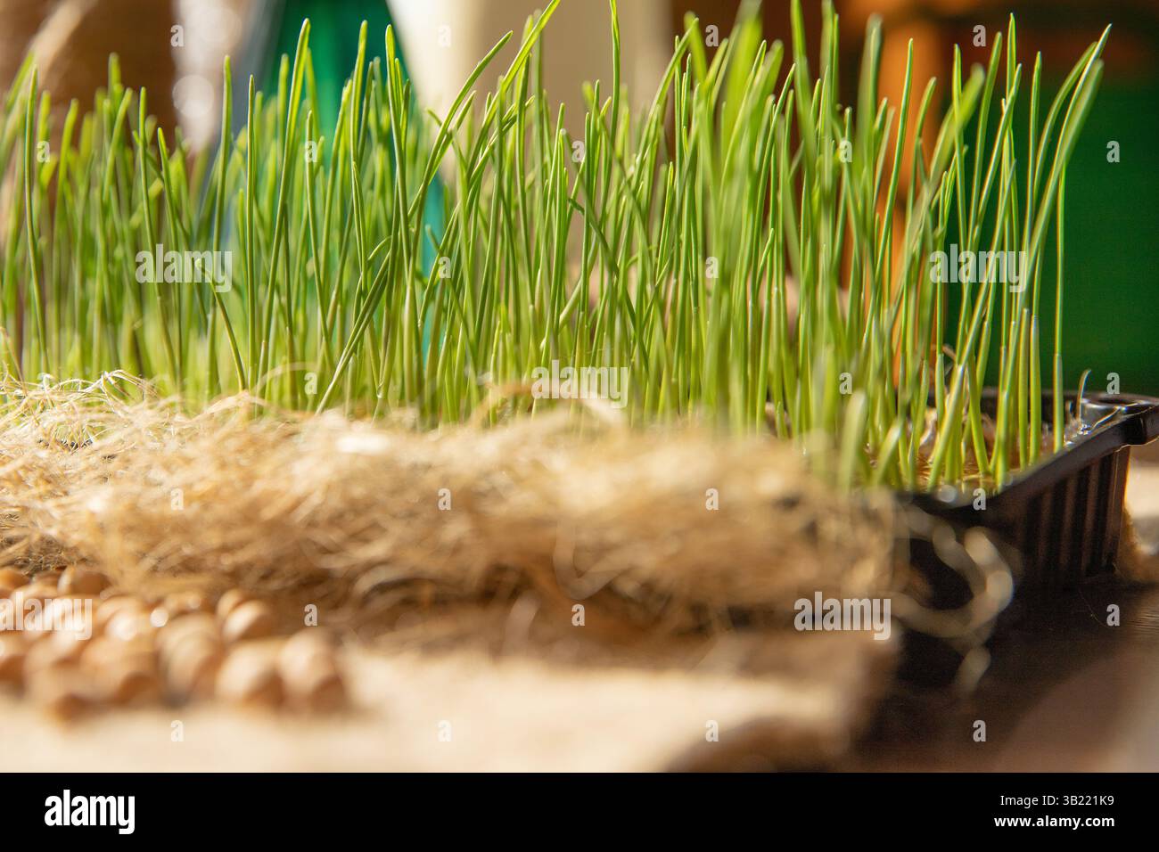 Sprouted grass in a tray, seeds on natural felt, organic microgreens ...