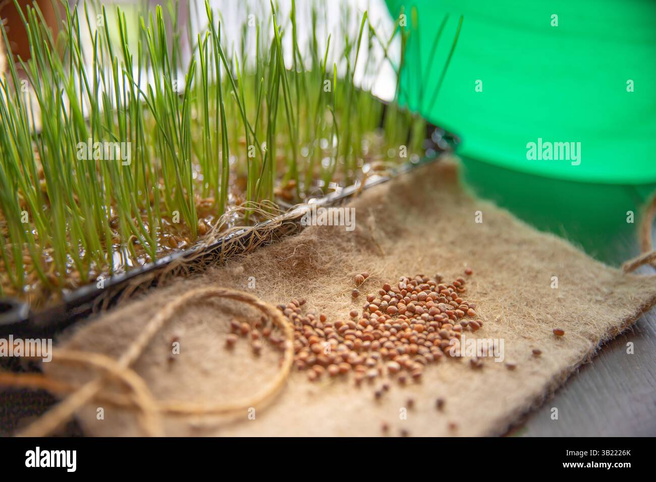 Sprouted grass in a tray, seeds on natural felt, organic microgreens ...