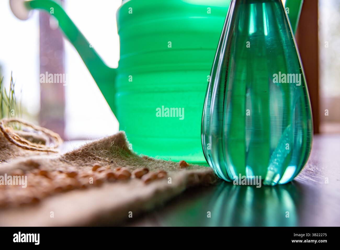 Sprouted grass in a tray, seeds on natural felt, organic microgreens ...