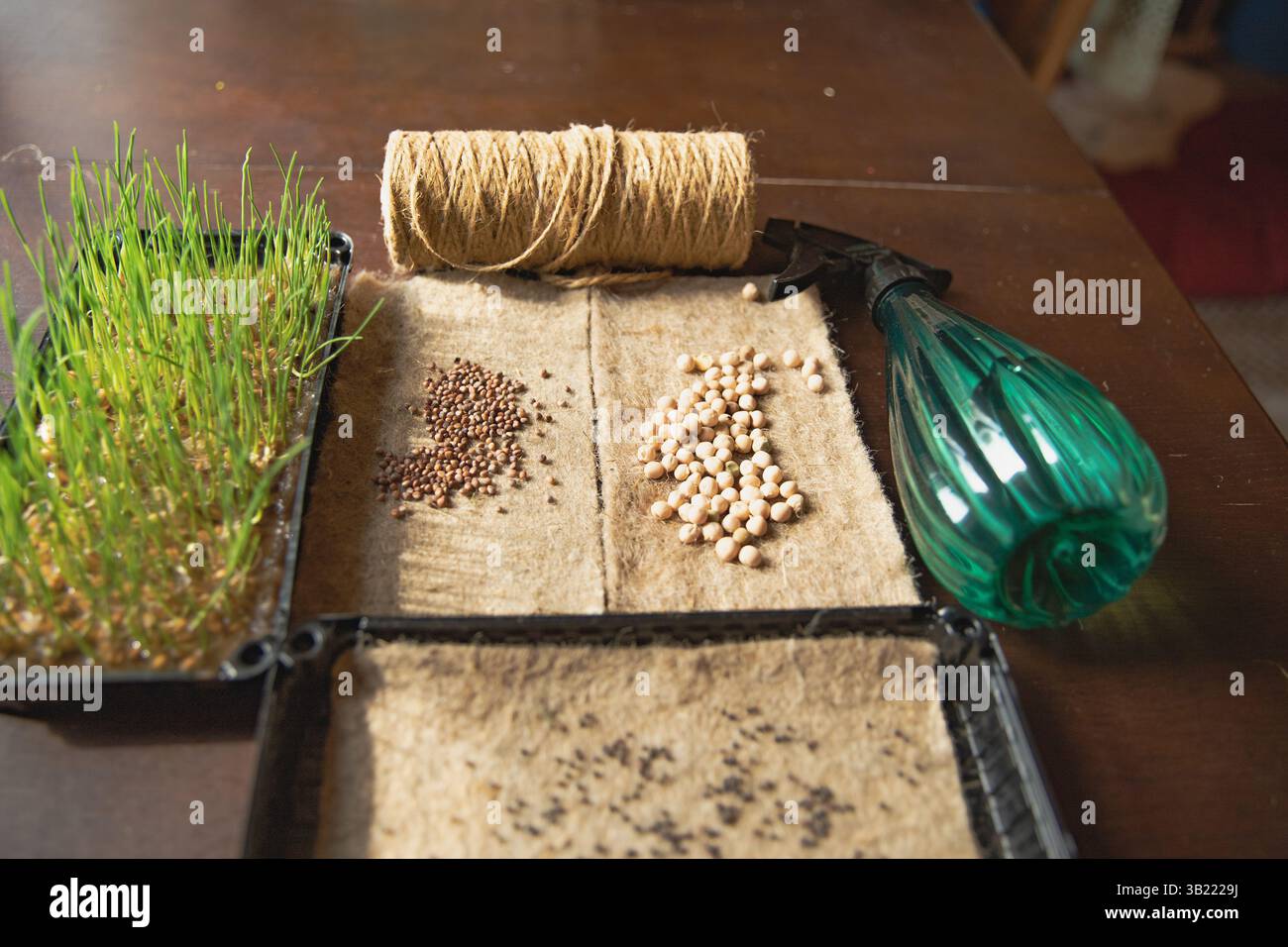 Organic seeds and microgreens in tray on natural felt, home sprouting ...
