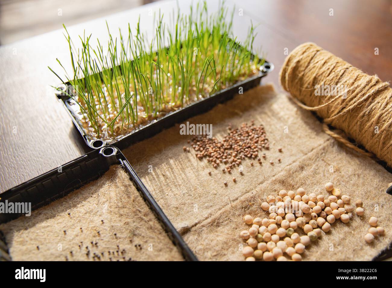 Sprouted grass in a tray, seeds on natural felt, organic microgreens ...