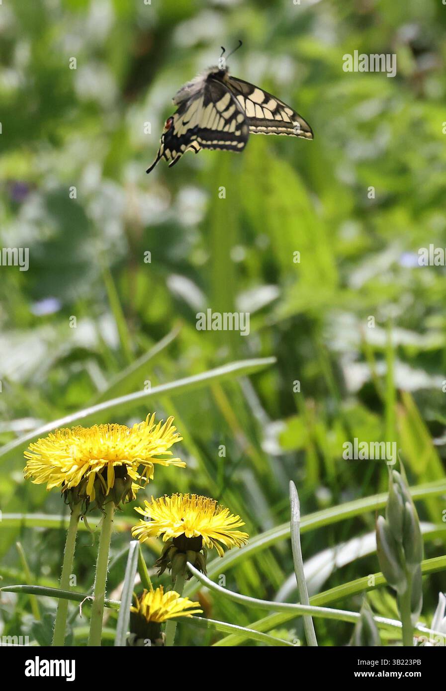14.04.2024 Sachsen Anhalt Sachsen-Anhalt Insekten Insekt Schmetterling ...