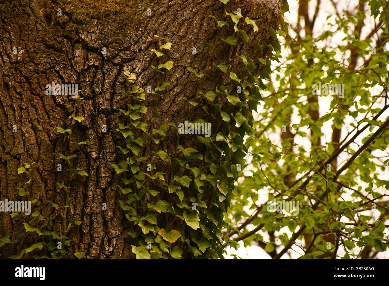 Detail big tree ivy hi-res stock photography and images - Alamy