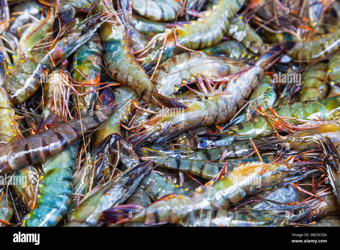 Tiger shrimp prawns fresh hi-res stock photography and images - Alamy
