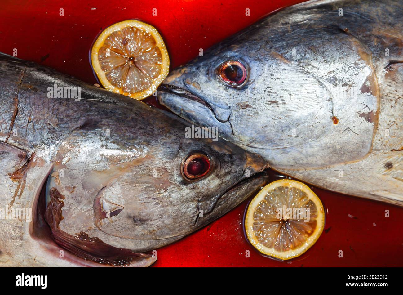 Two symmetrical tuna heads with lemon on a red background Stock Photo ...