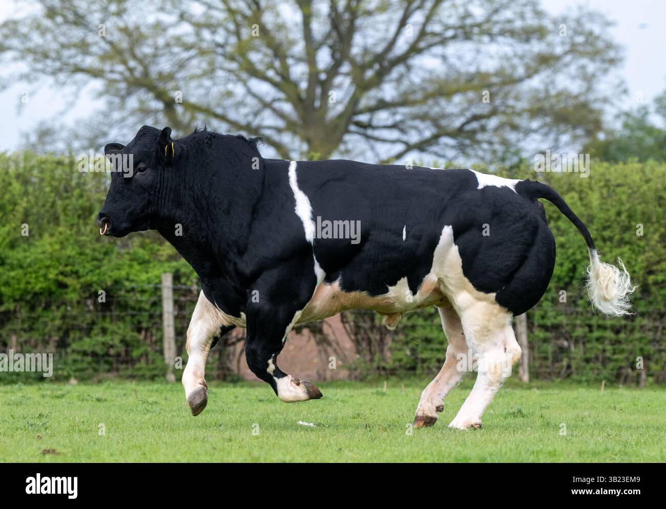 Belgian blue cattle hi-res stock photography and images - Alamy